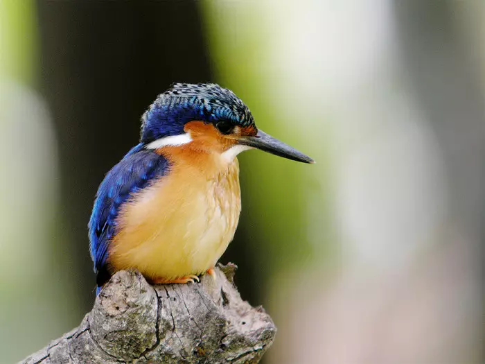 Zoo Tsimbazazaza, Antananarivo, Madagaskar, Afrika