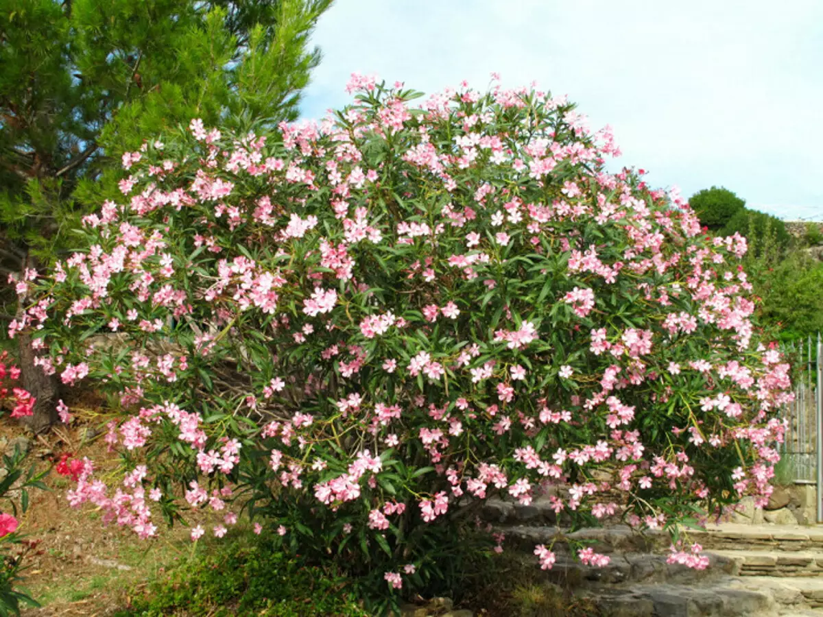 Klima Botanisk hage, Toulon, Provence, Frankrike, Europa