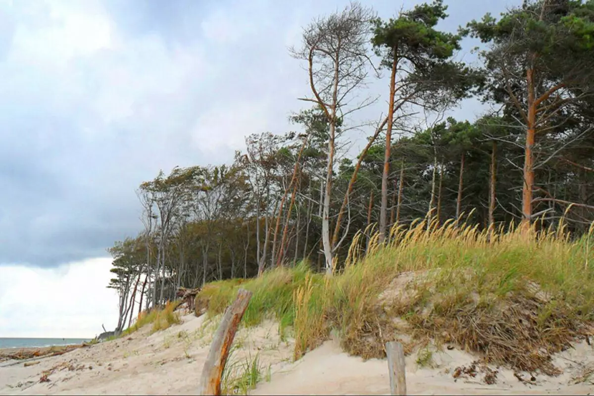 National Park kutsogolo - Stirlsmu, Malo Mecknburburg-Front Pomerania, Germany, Europe