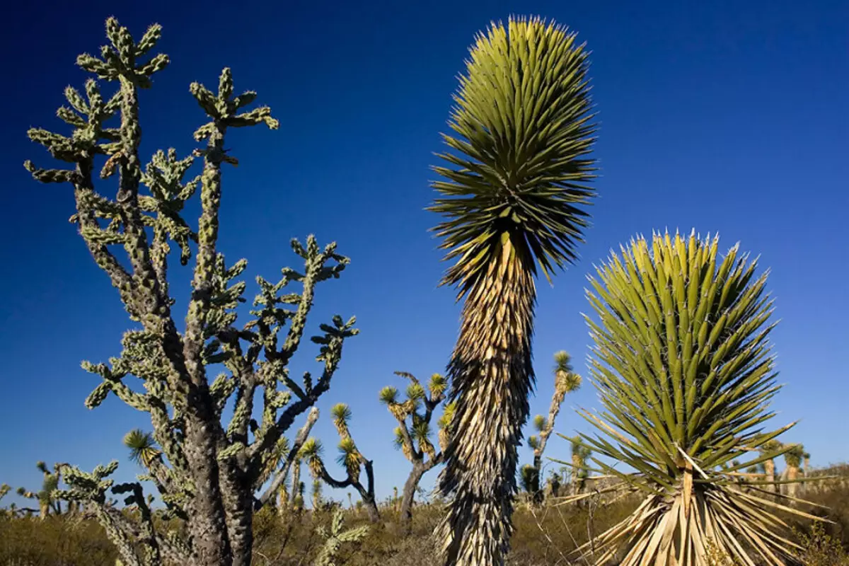 Precas, Mexico, Amerika Leboea