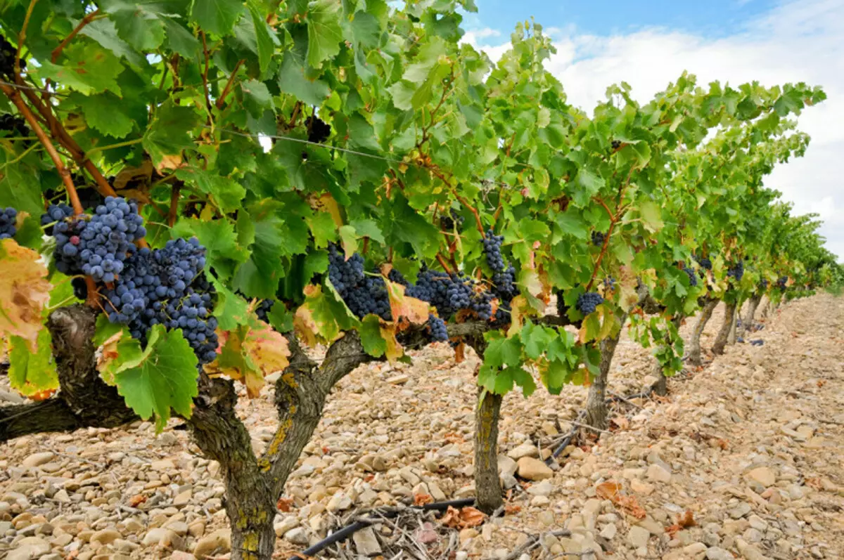 ARO, La Rioja, Spain, Europe