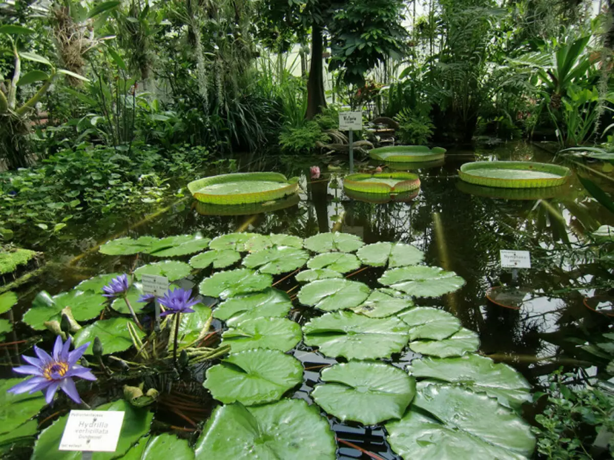 Gottingen大學的植物園，Gottingen，下薩克森，德國，歐洲