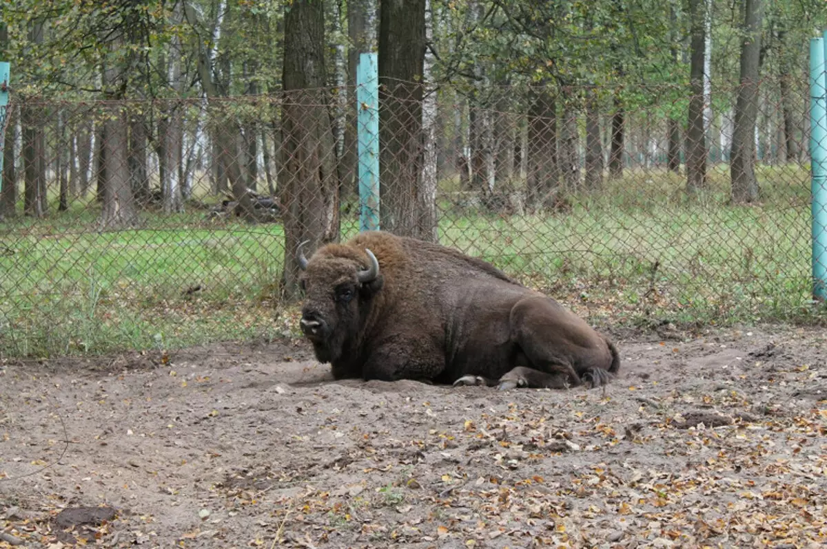 Prioksky Tersece Reserve, Serpukhov, Moscow mpaghara, Russia, Europe