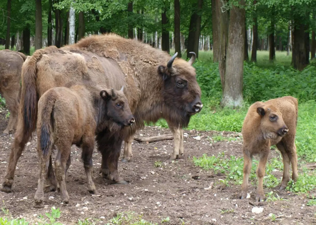 Prioksky Terrace Reserve, Serpukhov, ภูมิภาคมอสโก, รัสเซีย, ยุโรป