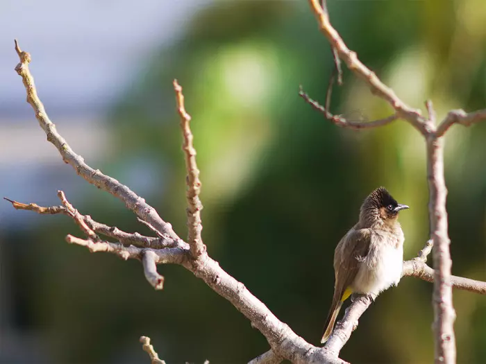 Maaputo, Mozambique, Afirika