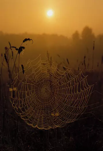 પોલેન્ડ, યુરોપ