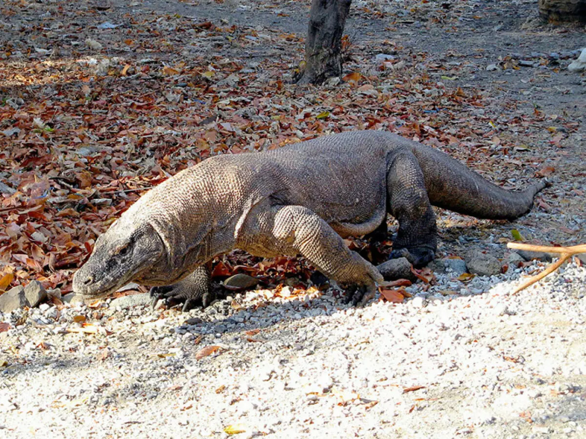 Komodo Island, Indonesien, Asien