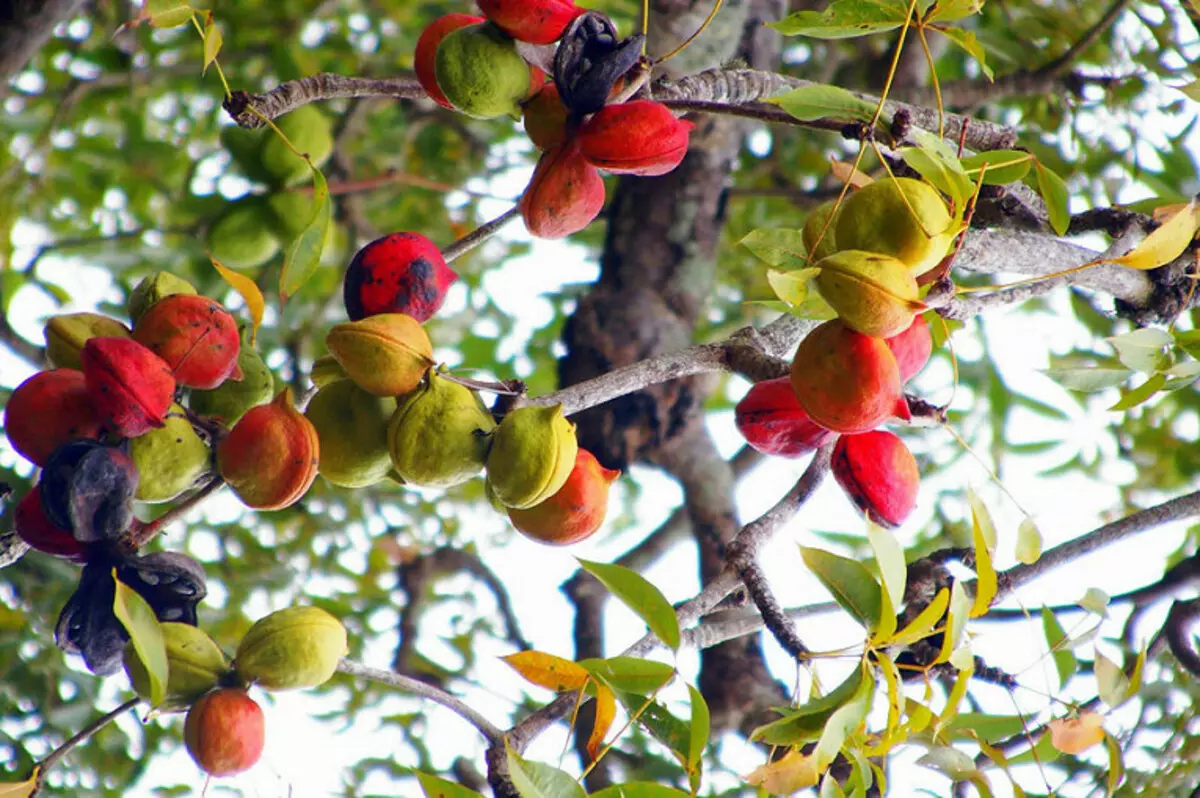 ເກາະ Bali, ອິນໂດເນເຊຍ, ອາຊີ