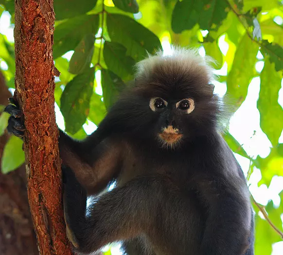 Langkavi, Malaysia, Asia