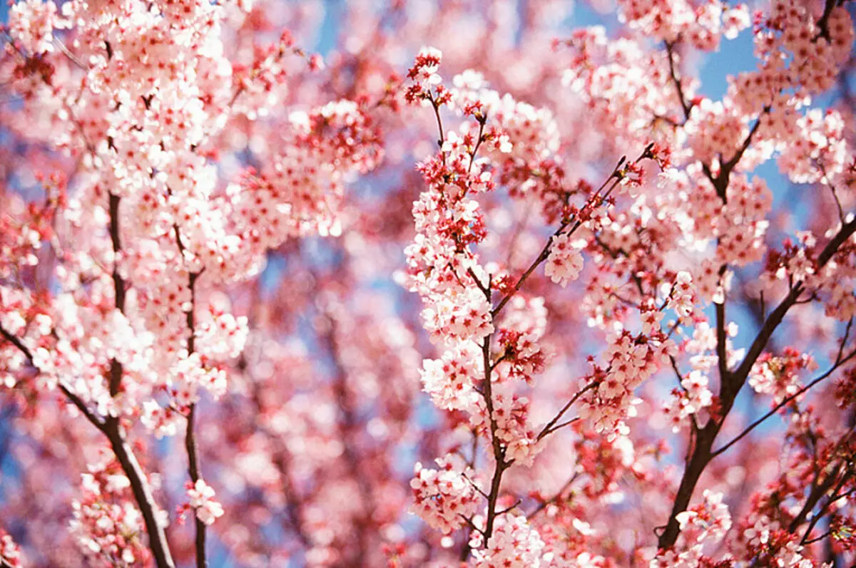 Mamony Sakura, Japon, Azia