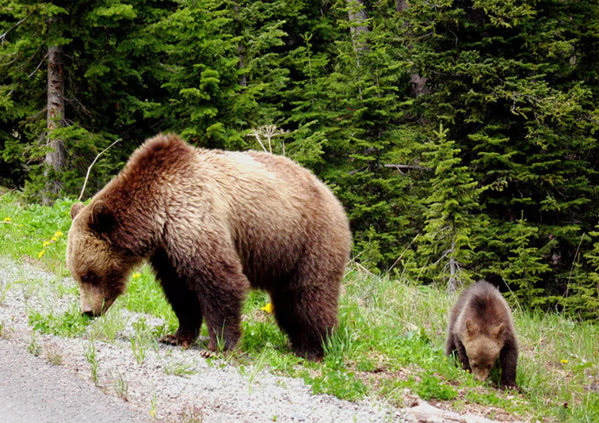 Bear Rancho, Canadà, Amèrica del Nord