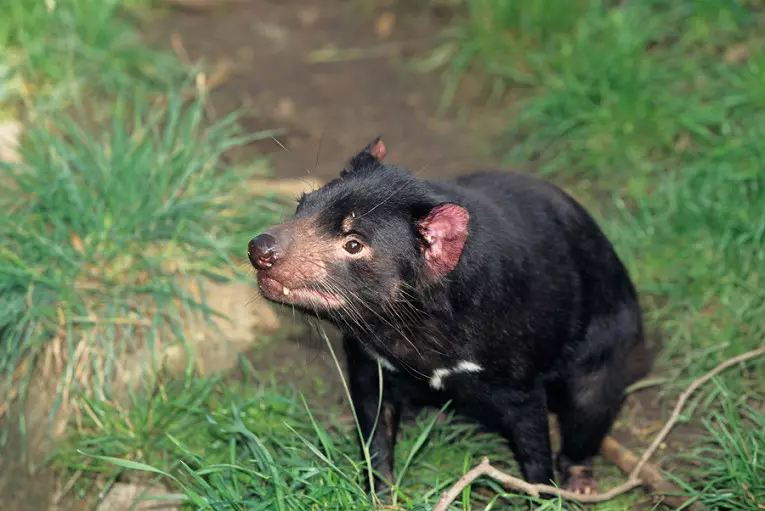 Tasmanian Devil Park, Tasmania, Australia, Australia e Oceania