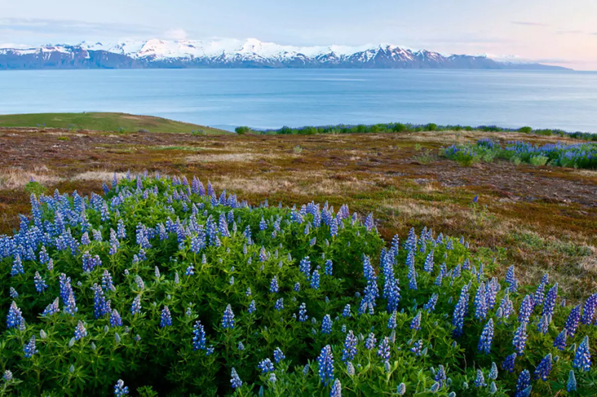 Nghỉ ngơi ở Iceland: Du lịch ở Iceland, Hướng dẫn