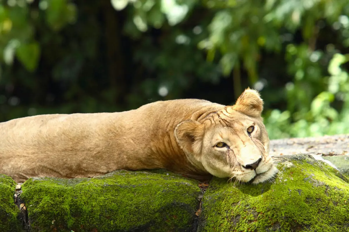 Parc Achela, Mauritius, Affrica