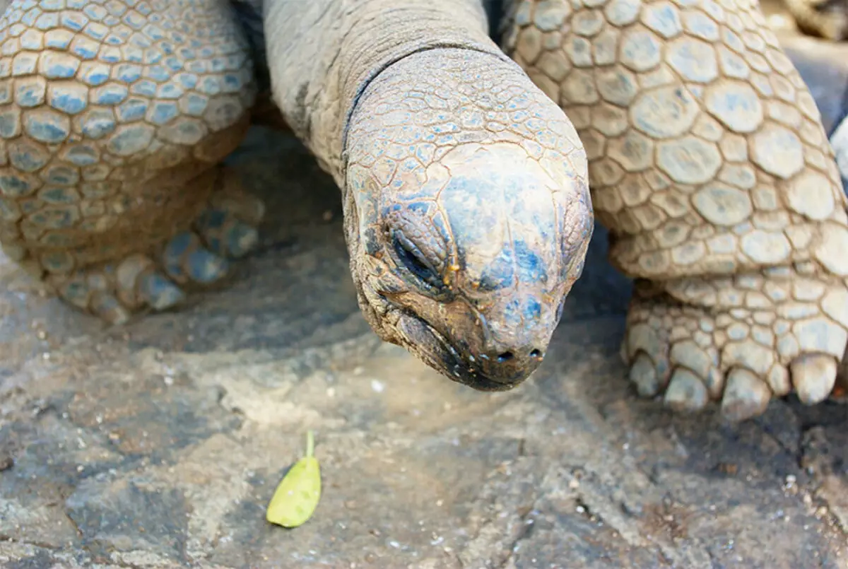 セイシェルの中で休憩：セイシェル周辺の旅行ガイド 233075_2