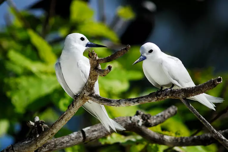 സീഷെൽസ്, ആഫ്രിക്ക