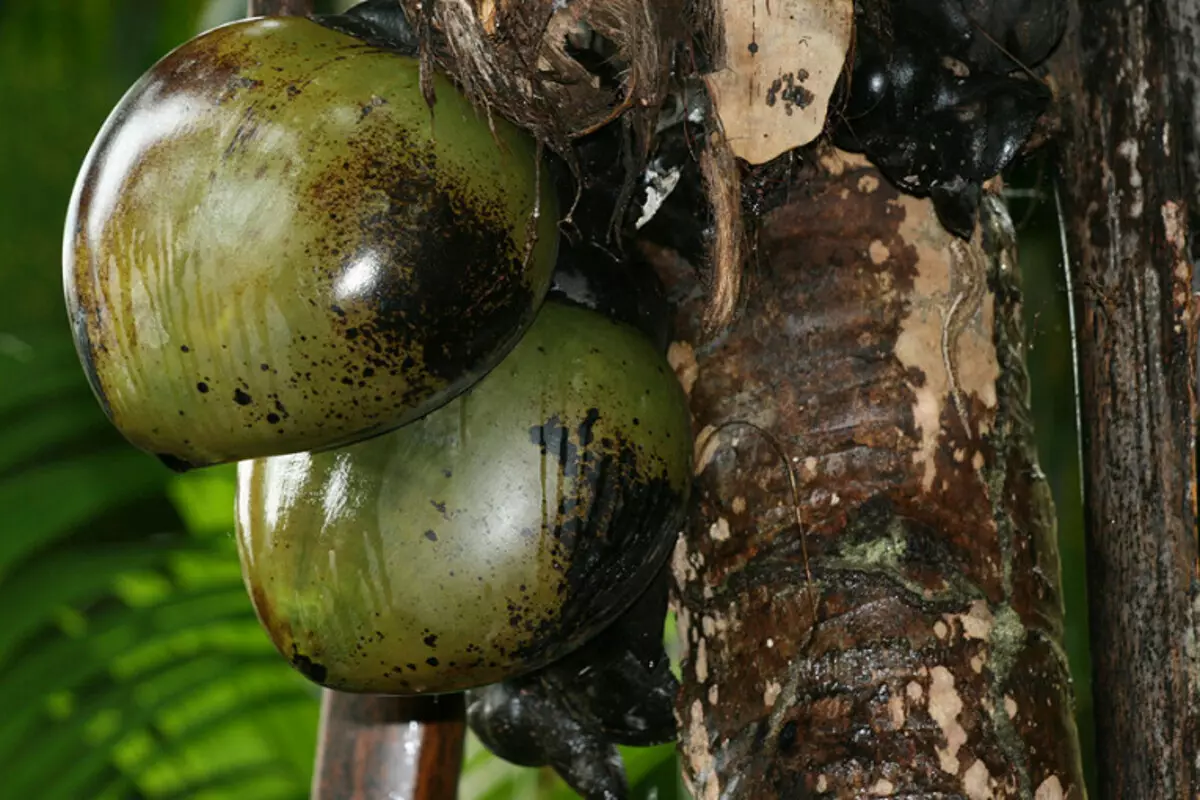 Parc Nacional de Val-De-Me, Illa Praslin, Seychelles, Àfrica