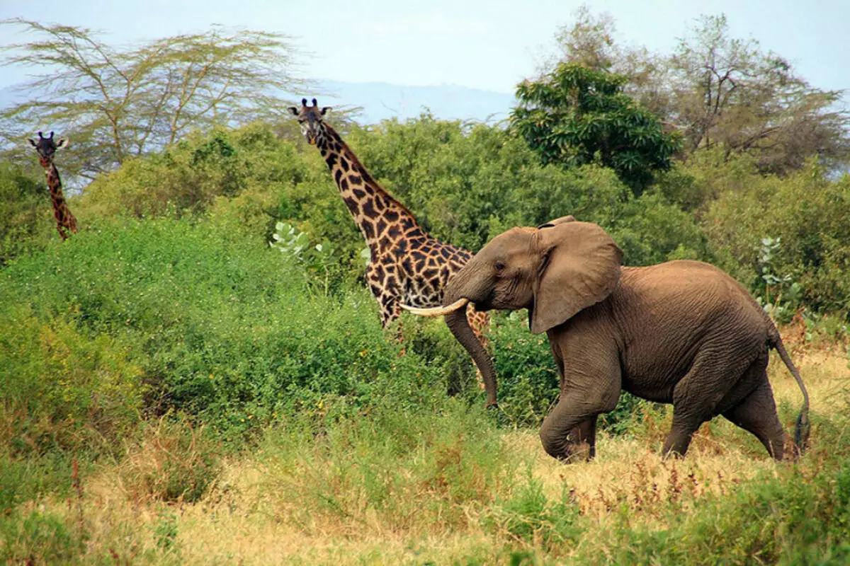 Vakansies in Tanzanië: Reis deur Tanzanië, Reisgids 233081_1