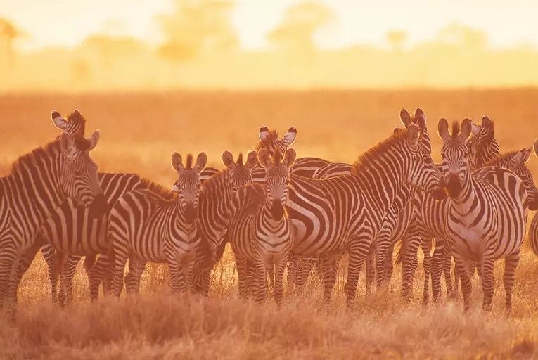 Tanzanië, Afrika