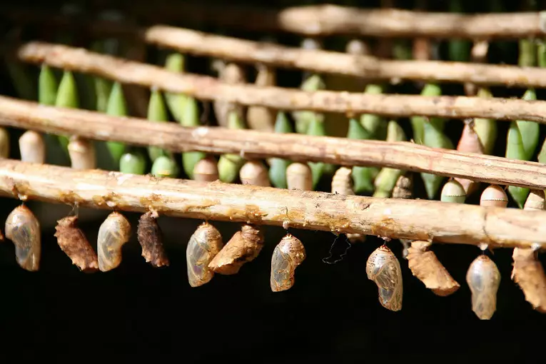 ടാൻസാനിയ, ആഫ്രിക്ക