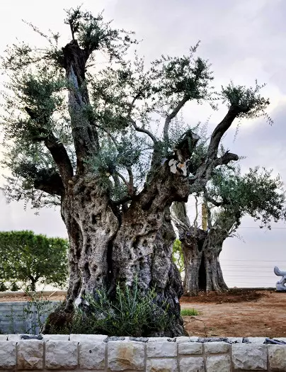 Junia, Liban, Rojhilata Navîn