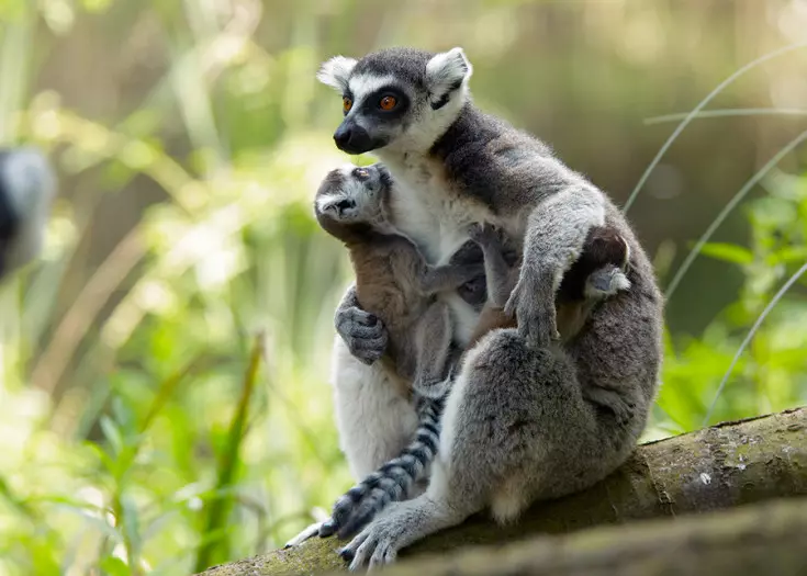 Madagaskar, Afrika
