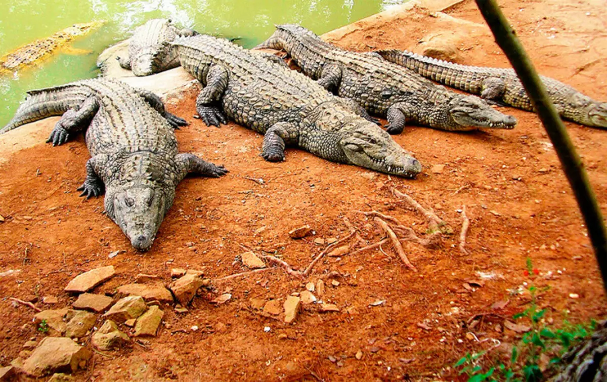 Farma Crocodilla, Antananarivo, Madagaskar, Afrika