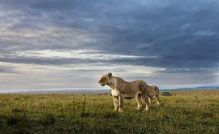 Masai Mara, Mombasa, Kenýa, Afríku