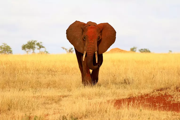 Þjóðgarðurinn West Tsavo, Mombasa, Kenýa, Afríka