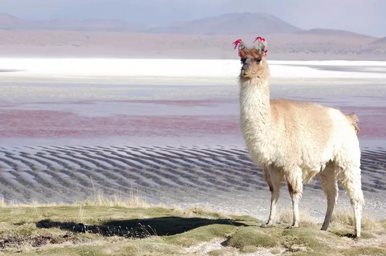 IBolivia, uMzantsi Melika