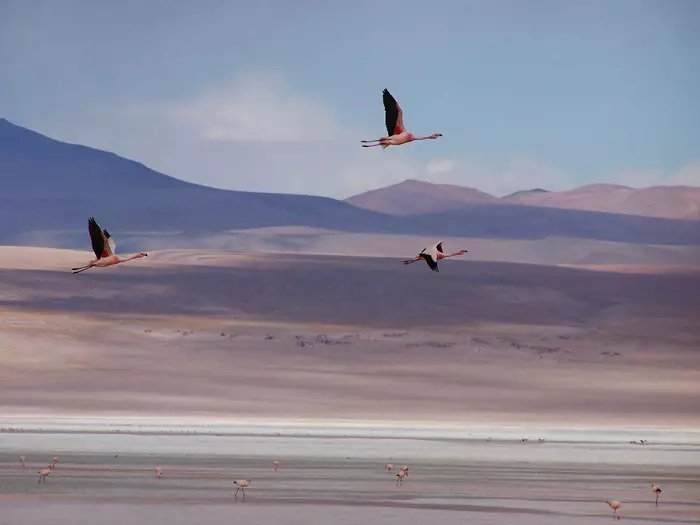 Mga Piyesta Opisyal sa Bolivia: Paglalakbay sa Bolivia, Gabay sa Paglalakbay 233093_3