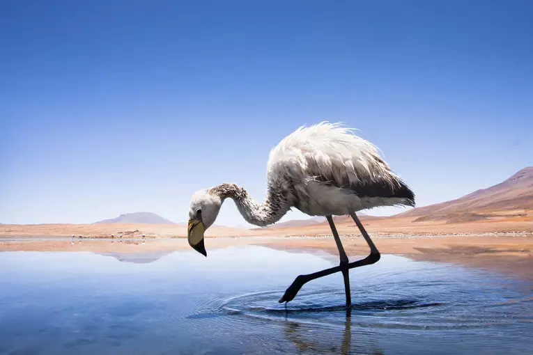 IBolivia, uMzantsi Melika