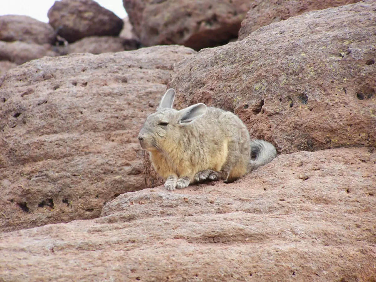 Eduardo Avaro National Park, Bolivia, Timog Amerika