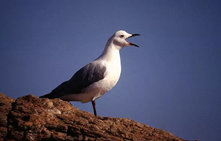 Swakopmund, Namibija, Afrika