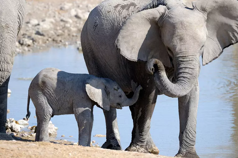 National Park Esha, Namibia, Africa.