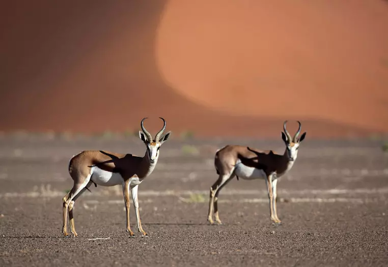 SosquesFlash, Namibia, Afrika