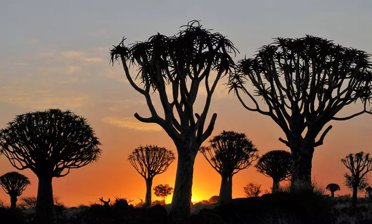 ປ່າໄມ້ Cockedbum, Namibia, ອາຟຣິກກາ