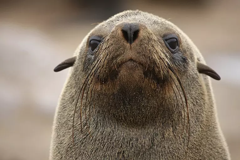 Reserve of Eared Seal Cape Cross, Swakopmund, Namibia, Africa