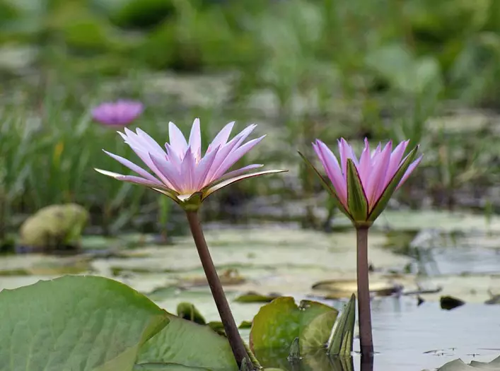 યુગાન્ડા, આફ્રિકા