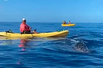 Los turistas chocaron en el mar con una ballena enorme y gritaban del miedo.