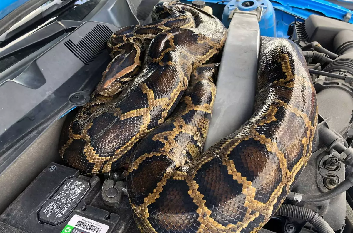 Video: onder de kap Ford Mustang maakte zijn gigantische python