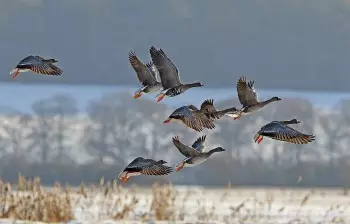 Rare geese flew through the Kaluga region