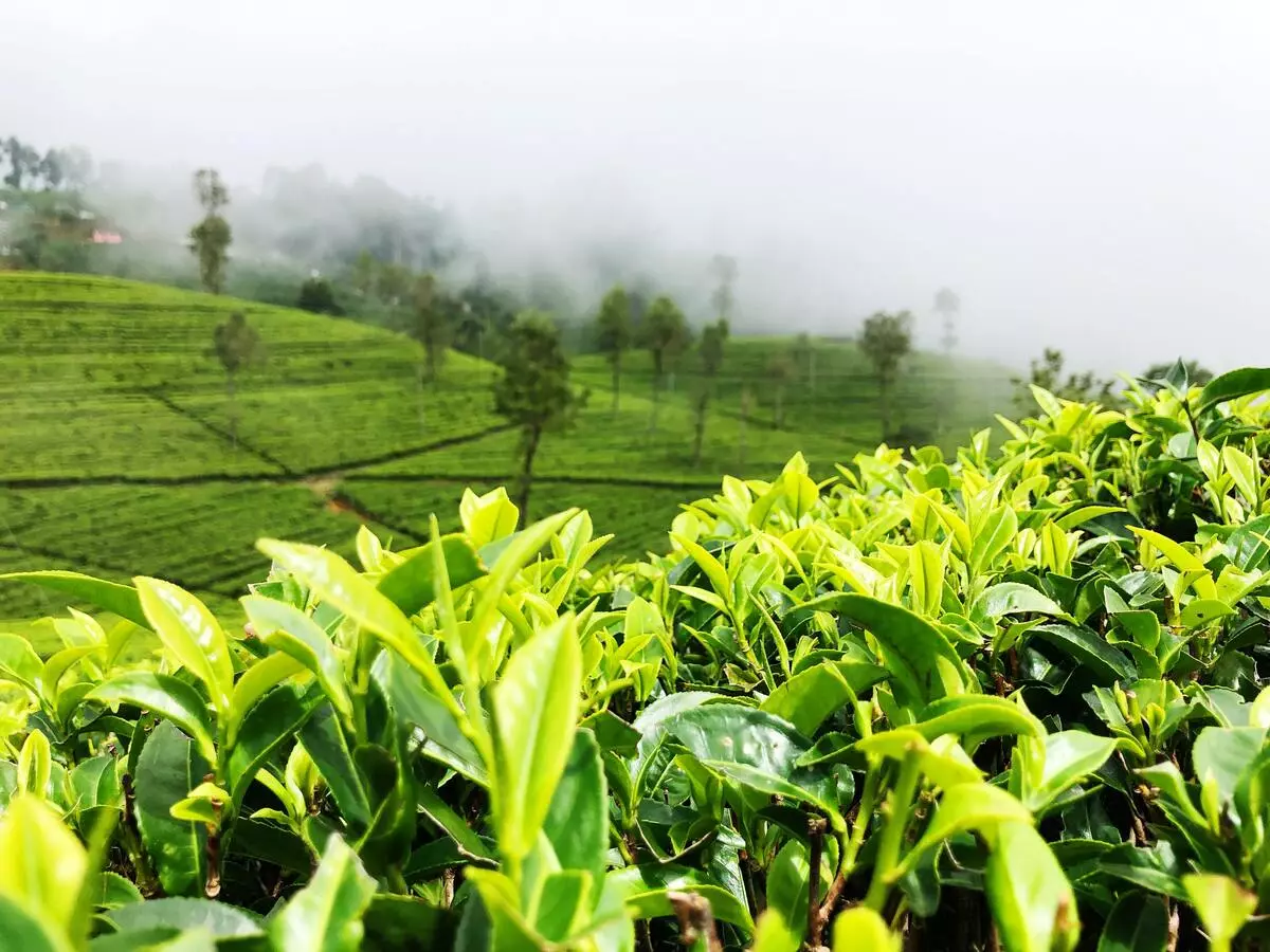 Ohun ti o nilo lati ṣe ki o wo lori Sri Lanka, ti o ba n duro de nkan pataki