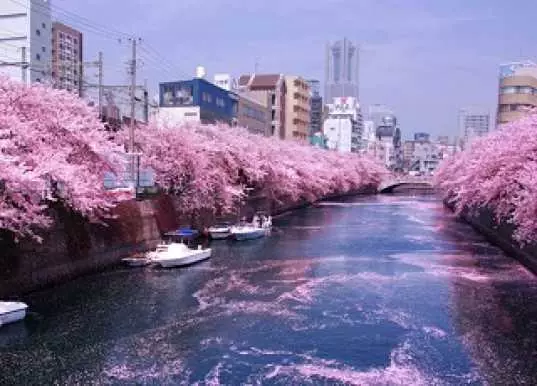 Tír na Silíní Blooming: Tháinig an t-earrach go dtí an tSeapáin - bhí Sakura bloomed ann