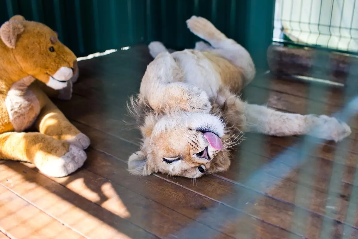 Dopo due settimane, i bambini Simba ed Eva fuggeranno da Chelyabinsk in Tanzania