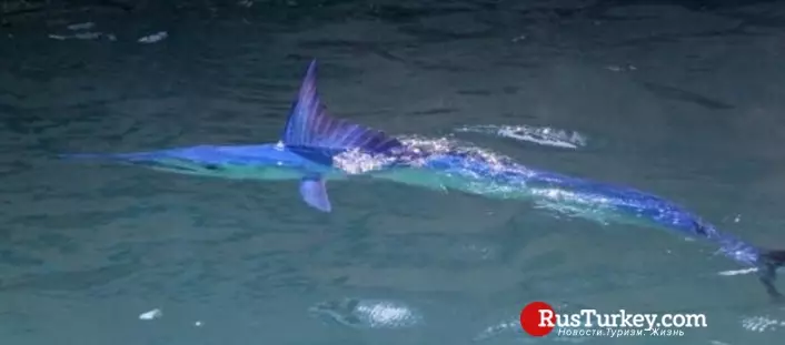 Els peixos més ràpids del món que es troben a Antalya