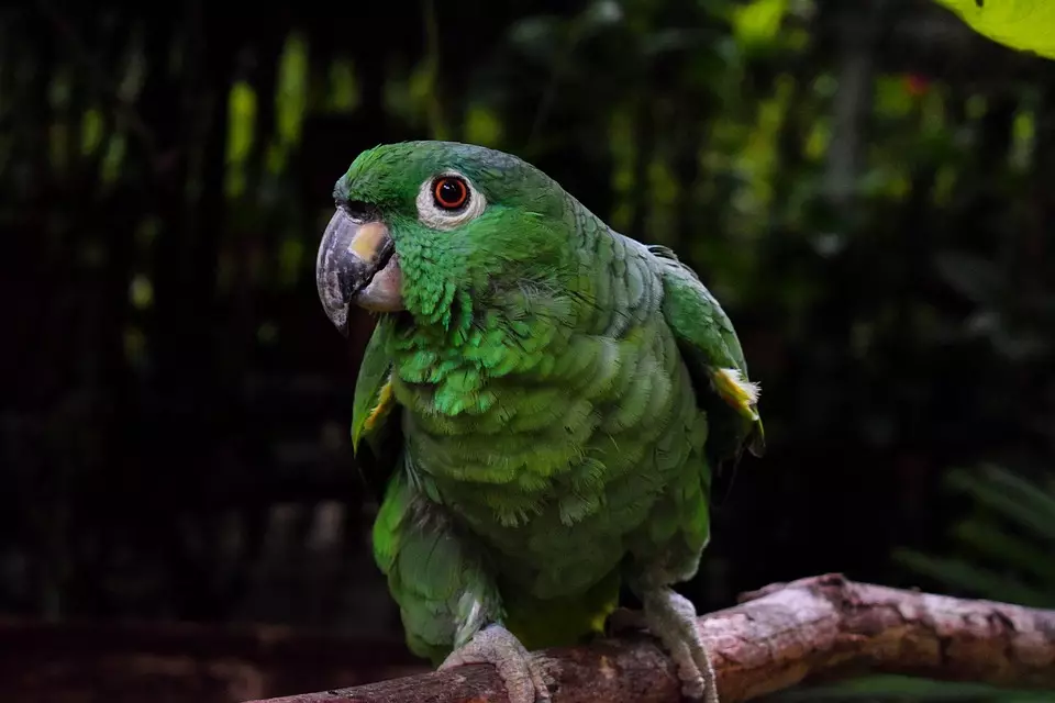 Parrot yahagaritse imirongo irahagarara