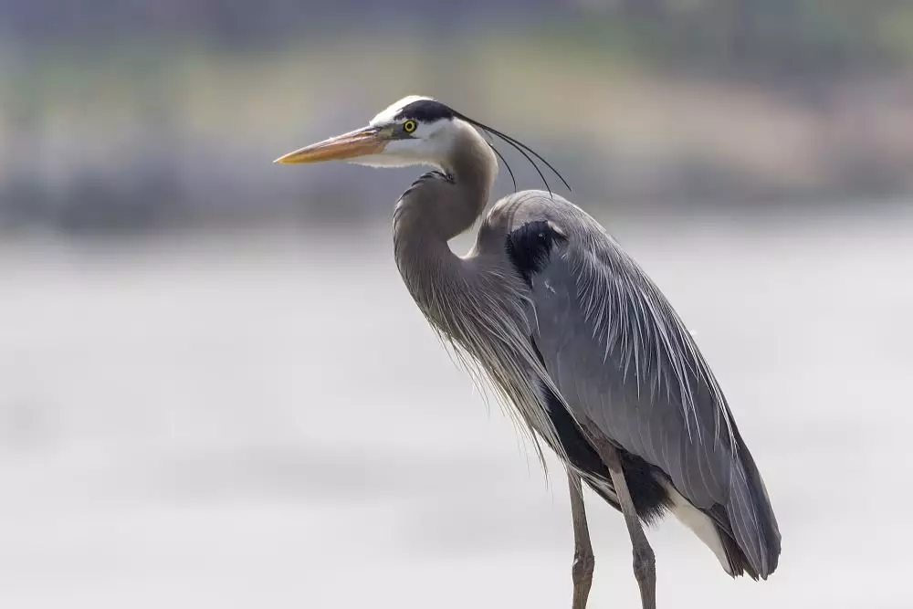 Video: Vugel aus Florida falsch kromme