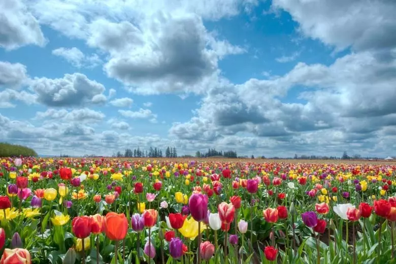 Tulip Festival iepene yn Kalmykia