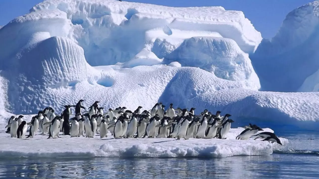 Kā masu tūrisms nogalina savvaļas Antarktīdu